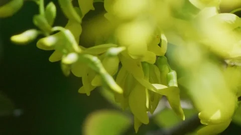 Short shot of Bumblebee passing frame in... | Stock Video | Pond5