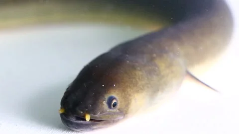 Shortfin eel Anguilla bicolor isolated ... | Stock Video | Pond5