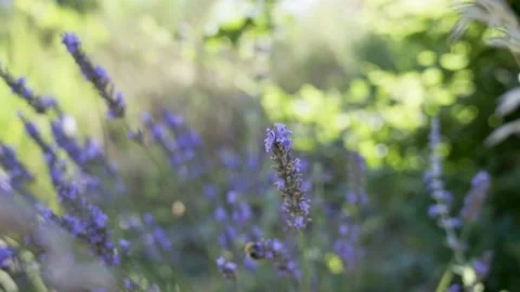 Shot of a bee flying through the heather... | Stock Video | Pond5
