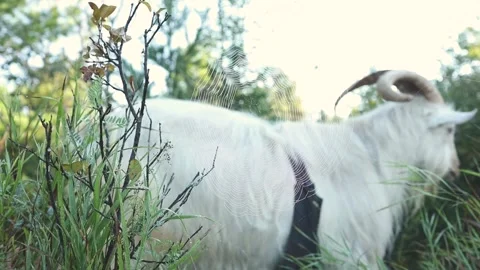 Shot of a cobweb with a goat in the back... | Stock Video | Pond5