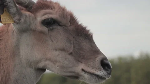 Shot of a Common Eland's face in West Mi... | Stock Video | Pond5