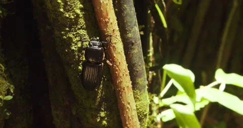 Shot of crying beetle moving its antenna... | Stock Video | Pond5