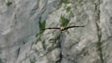 Shot of a golden eagle flapping its wing... | Stock Video | Pond5