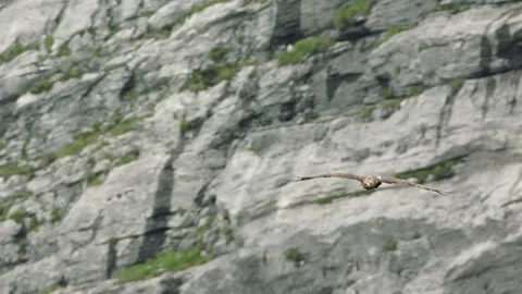 Eagle Flying Towards Camera Stock Video Footage | Royalty Free Eagle ...