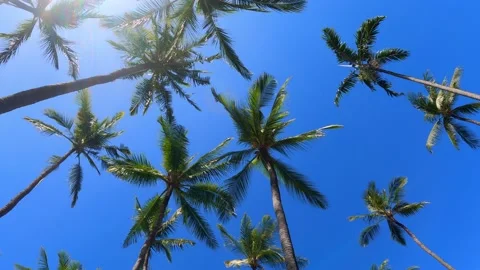 shot from the ground of palm trees with ... | Stock Video | Pond5