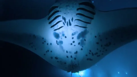 Shot of Manta Ray fish swimming surround... | Stock Video | Pond5