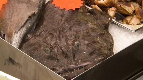 Monkfish Stock Video Footage | Royalty Free Monkfish Videos | Pond5
