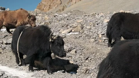 Shot of mountain animals carrying loads ... | Stock Video | Pond5