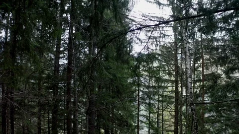 Shot moving forward in a green pine fore... | Stock Video | Pond5