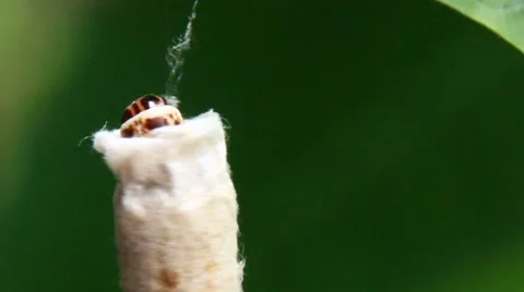 shot worm in a cocoon crawling on leaves | Stock Video | Pond5