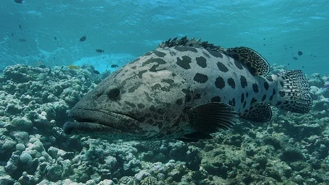 Shots of large potato cod with shallow r... | Stock Video | Pond5