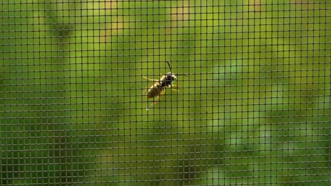 Net Winged Stock Footage ~ Royalty Free Stock Videos | Pond5