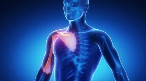 Shoulder Joint Ligament Stock Videos – Royalty-Free HD & 4K Videos