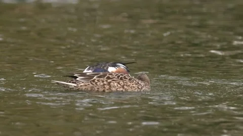 Drake Go Stock Videos – Royalty-Free HD & 4K Videos | Pond5