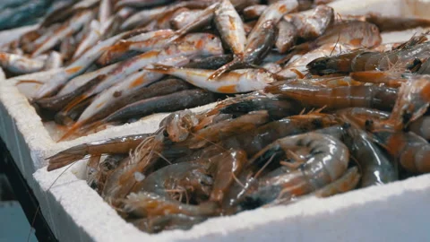 Showcase with Crayfish in the Ice of the... | Stock Video | Pond5