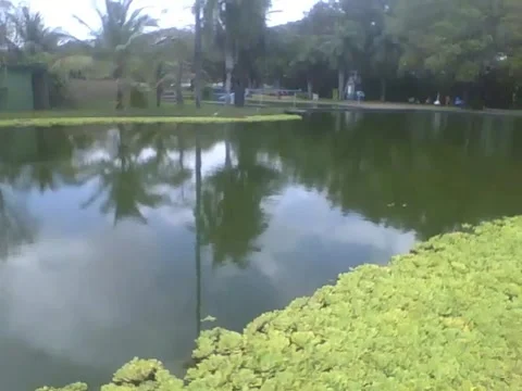 Showing a beautiful lake with water hyac... | Stock Video | Pond5