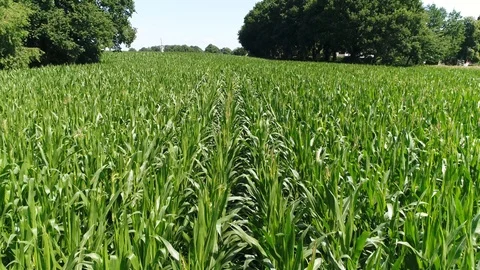 showing bright green colored corn plants | Stock Video | Pond5
