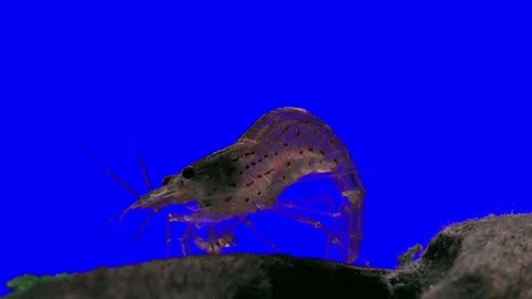 Shrimp Atyidae green screen effect | Stock Video | Pond5