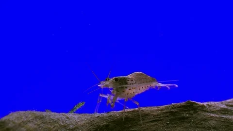 Shrimp Caridina multidentata green scree... | Stock Video | Pond5