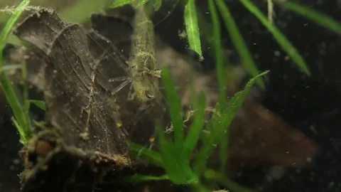 Shrimp eating alive fish | Stock Video | Pond5