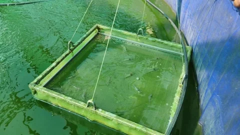 shrimp prawn farming in indoor biofloc t... | Stock Video | Pond5