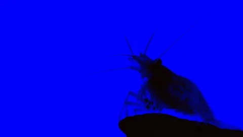 Shrimp Silhouette green screen effect | Stock Video | Pond5