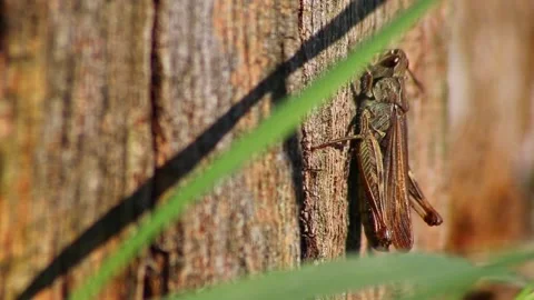 Legs Making Stock Videos – Royalty-Free HD & 4K Videos | Pond5