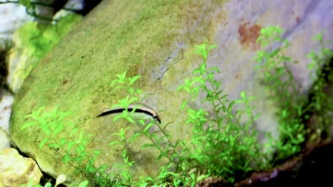 Eat Fish In Stock Videos – Royalty-Free HD & 4K Videos