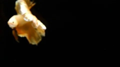 Siamese fighter fish betta on black back... | Stock Video | Pond5