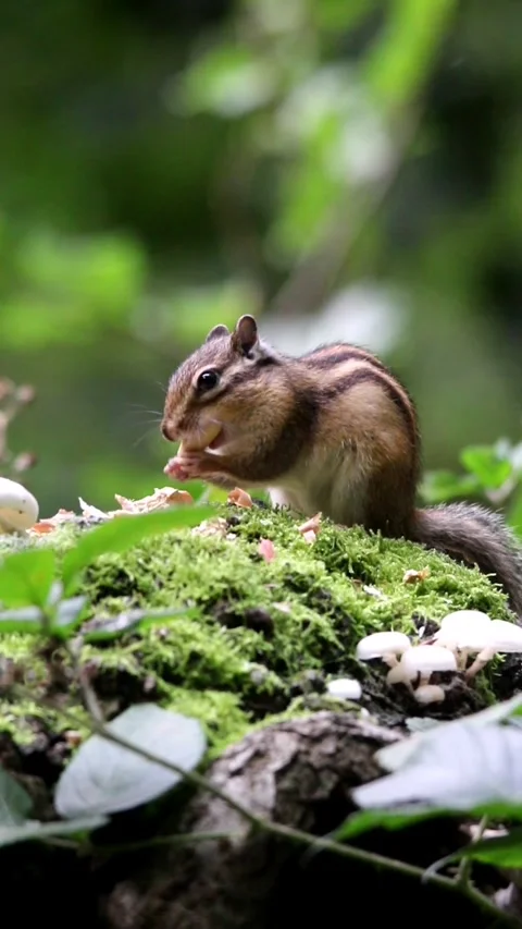 Eating Momss Stock Videos – Royalty-Free HD & 4K Videos | Pond5