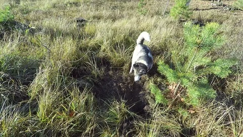 Sibirian Mouse Stock Videos – Royalty-Free HD & 4K Videos