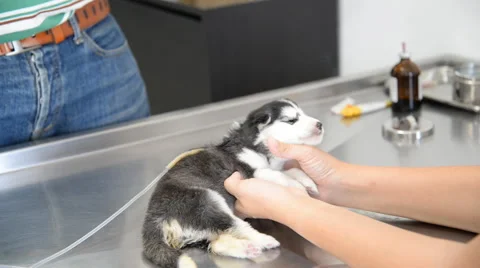 Operating Puppy Stock Footage ~ Royalty Free Stock Videos | Pond5