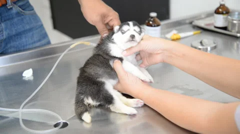 Operating Puppy Stock Footage ~ Royalty Free Stock Videos | Pond5