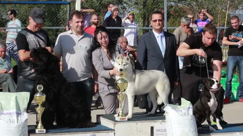 Siberian Husky standing on podium for wi... | Stock Video | Pond5