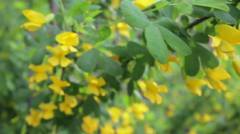 Siberian Swing Stock Videos – Royalty-Free HD & 4K Videos | Pond5