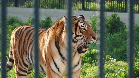 Zoo Tiger Stock Videos – Royalty-Free HD & 4K Videos | Page 6