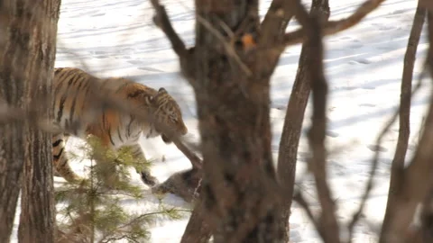 Siberian Tiger Stock Video Footage | Royalty Free Siberian Tiger Videos ...