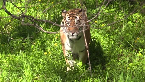 Tigers Pooping Stock Videos – Royalty-Free HD & 4K Videos