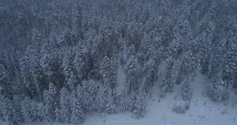 Siberian Lighting Stock Videos – Royalty-Free HD & 4K Videos