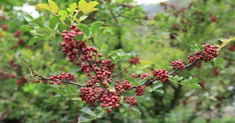 Sichuan Stock Footage ~ Royalty Free Stock Videos | Pond5