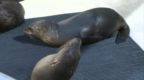 Sick Lion Stock Videos – Royalty-Free HD & 4K Videos