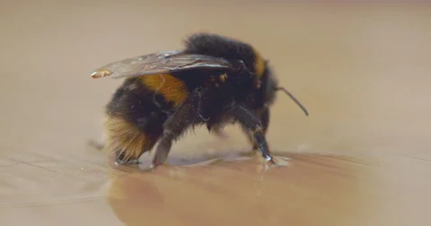 Sick Bumble Bee Drinking A Sugary Drink ... | Stock Video | Pond5