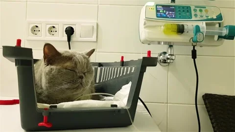 Sick cat on a iv drip in veterinary clin... | Stock Video | Pond5