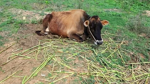 Sick Cow Stock Footage ~ Royalty Free Stock Videos | Pond5