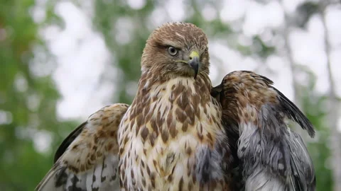 Sick falcon moves its damaged wing while... | Stock Video | Pond5