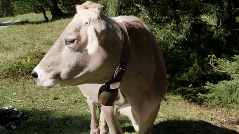 Sick injured cattle domestic cow at Amde... | Stock Video | Pond5