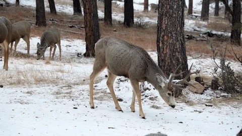 Winter Diseases Stock Footage ~ Royalty Free Stock Videos | Pond5