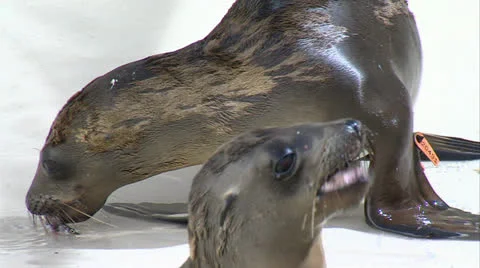 Sick Lion Stock Videos – Royalty-Free HD & 4K Videos