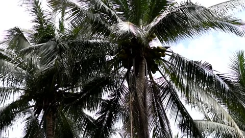 Coconut Falling Stock Footage ~ Royalty Free Stock Videos | Pond5