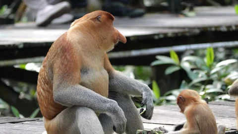 From side alpha male proboscis monkey (N... | Stock Video | Pond5